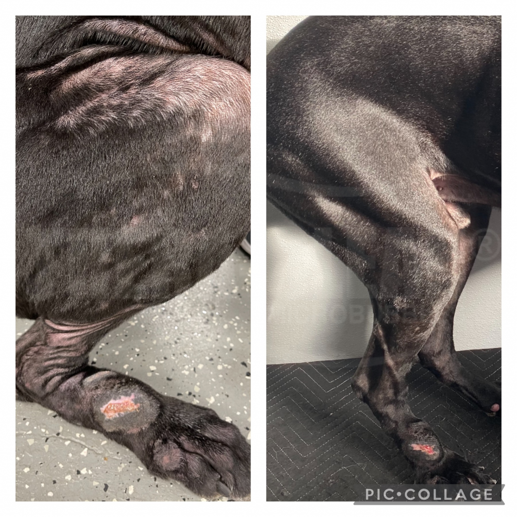 Thera-Clean® Microbubbles – Naturally Canine Grooming