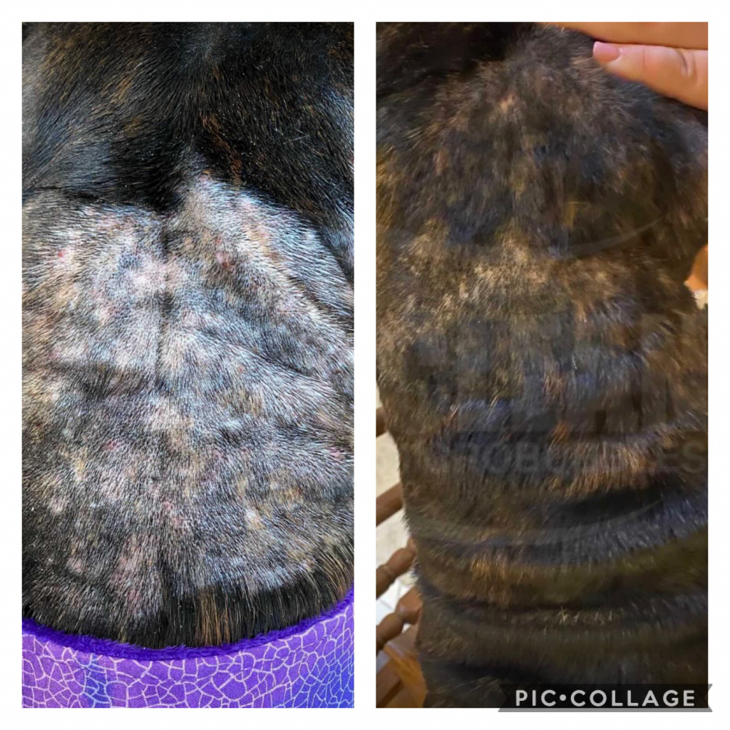 Thera-Clean® Microbubbles – Naturally Canine Grooming