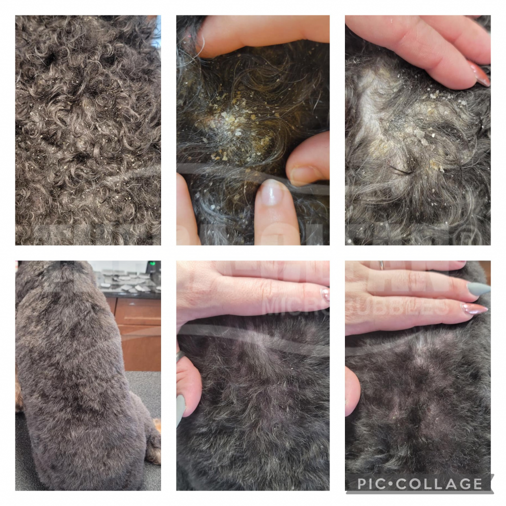 Thera-Clean® Microbubbles – Naturally Canine Grooming