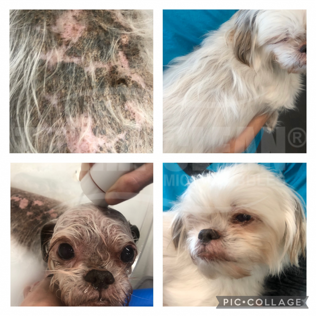 Thera-Clean® Microbubbles – Naturally Canine Grooming