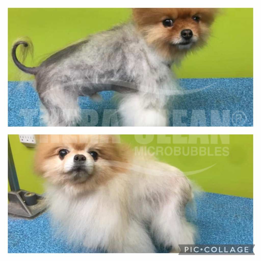 Thera-Clean® Microbubbles – Naturally Canine Grooming